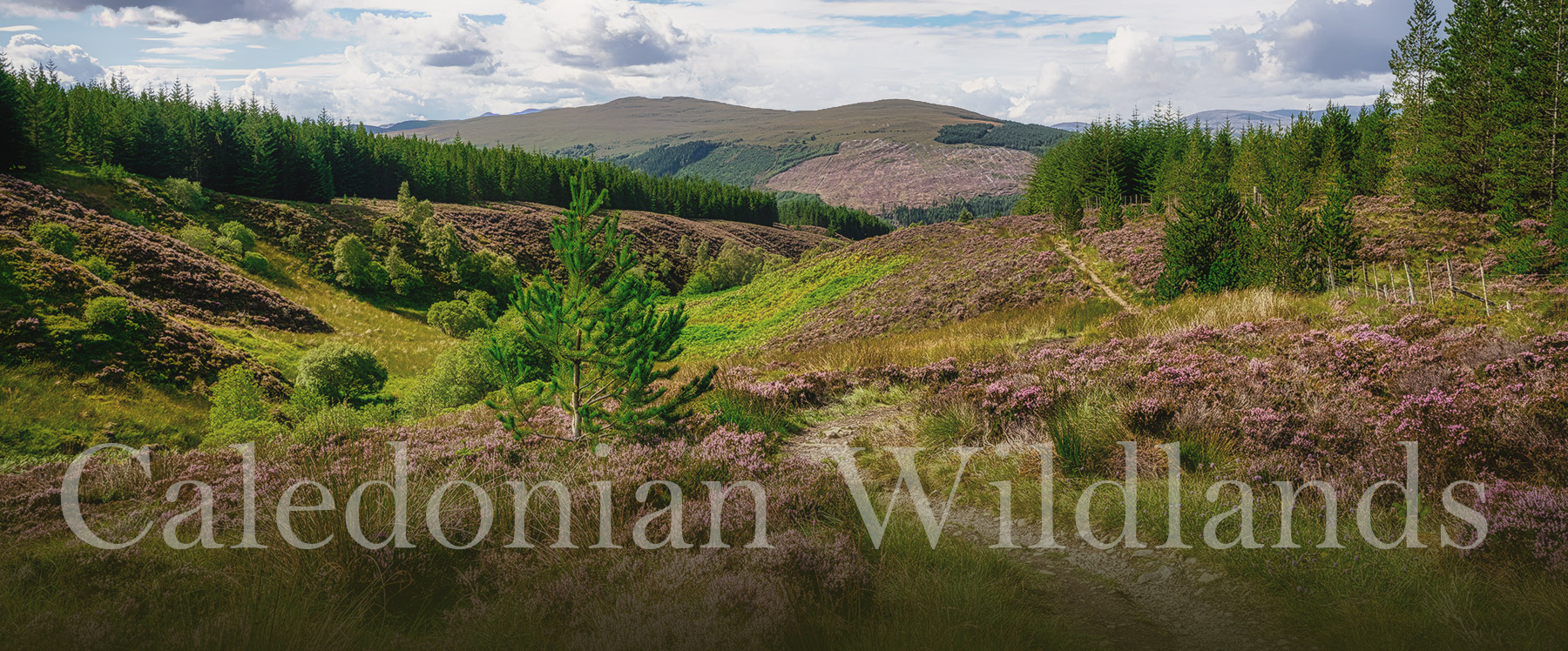 Welcome to Caledonian Wildlands